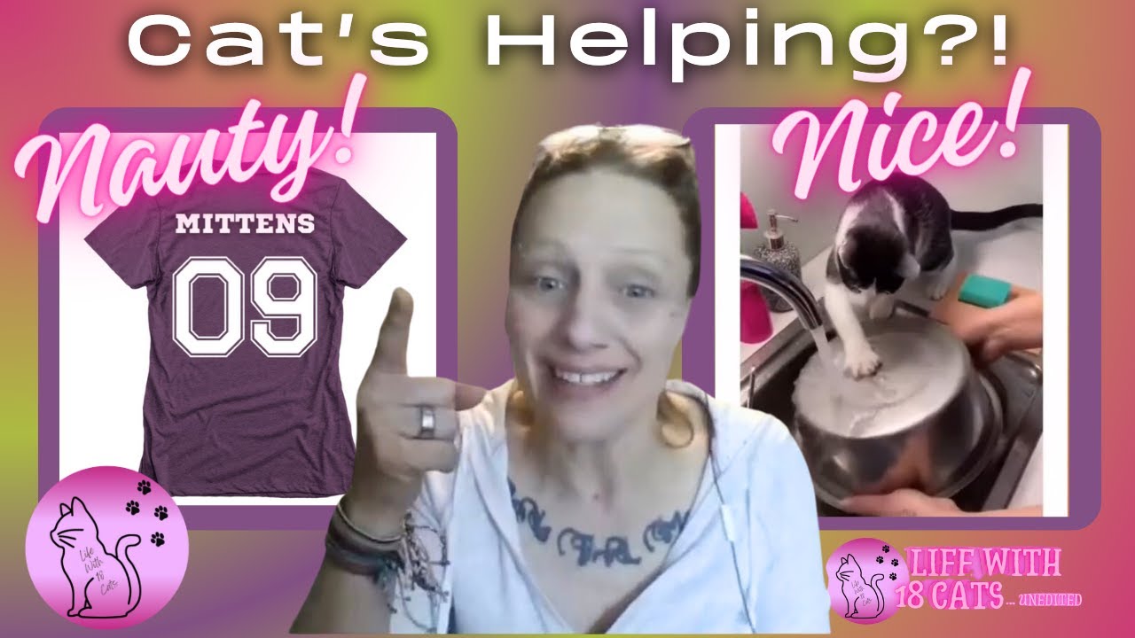 Lend a Helping Paw | Naughty Mittens Merch | Life With 18 Cats - YouTube