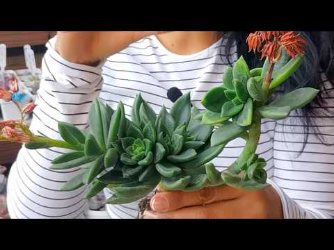 Trasplante de Echeveria Mexicana