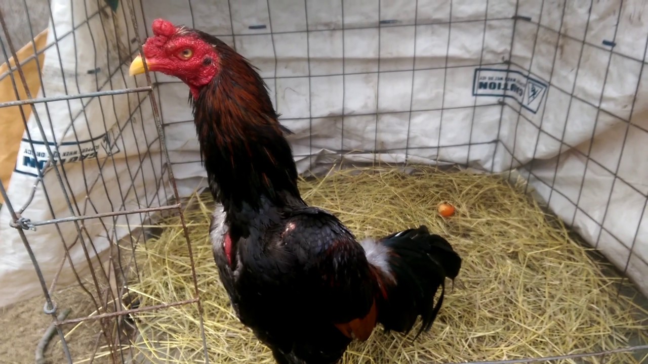 gamefowl argentine (linea tigre) /brazilian ( veppo) qiab - YouTube