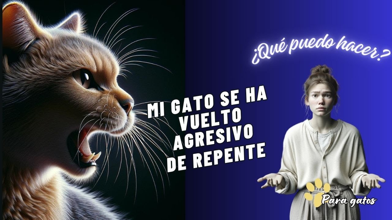 😺GATO AGRESIVO CON SU DUEÑO 👉 POSIBLES CAUSAS Y SOLUCIONES A LA ...