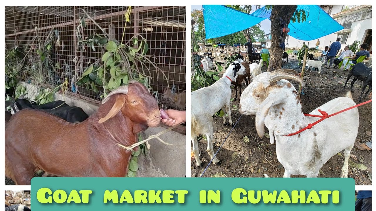 Assam one of the Biggest Goat Market - YouTube