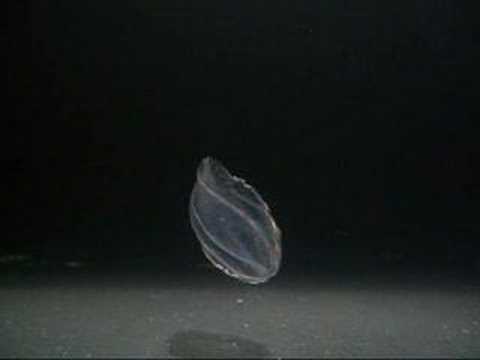 Beroe ovata - YouTube