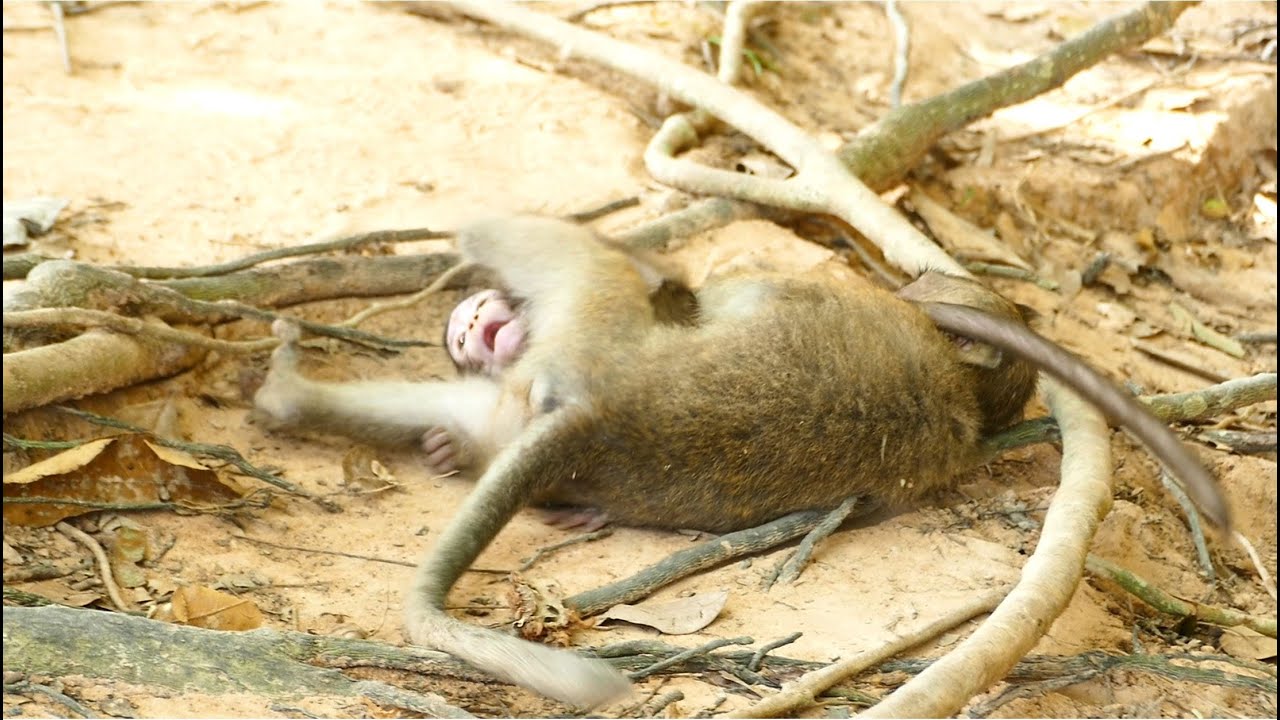 Patricia Lock Branda Can't Run Escaped In Place. Two Sibling L0VE Each ...