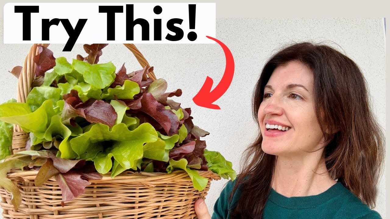 Growing TONS of LETTUCE & What Works from Seed to Harvest! - YouTube