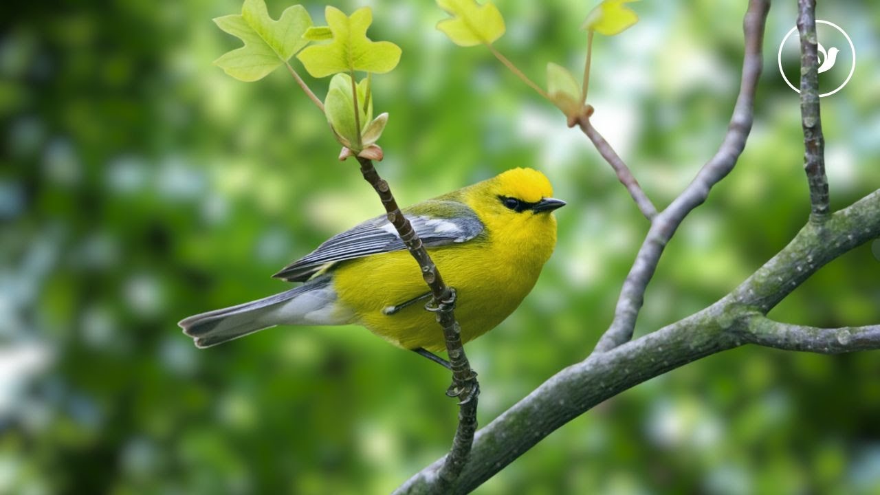Beautiful Birds Sing Melodiously In The Forest: Relaxing Nature Sounds ...