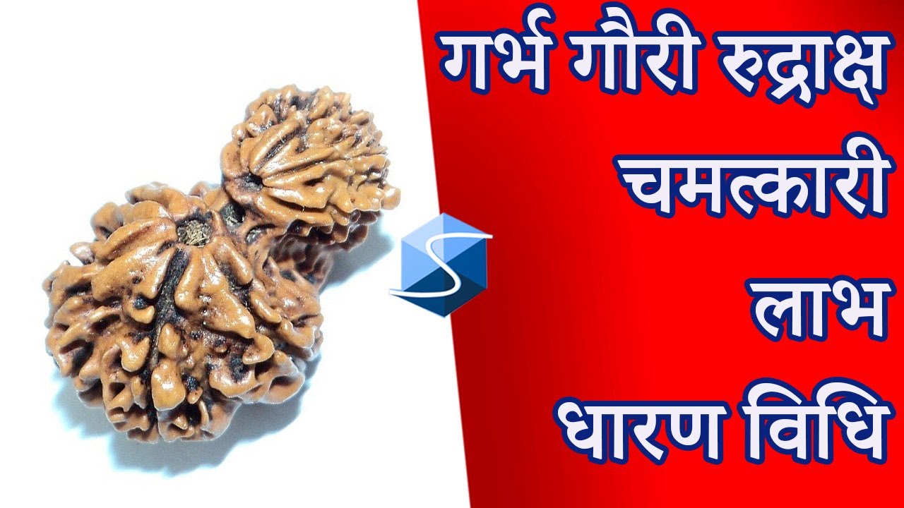 Garbh Gauri Rudraksha amazing benefits ll गर्भ गौरी रुद्राक्ष ...