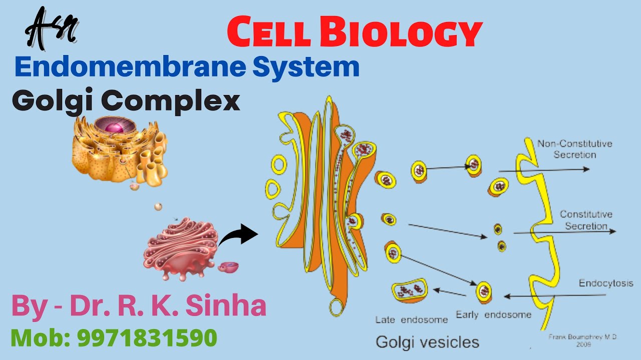 Golgi Complex - YouTube