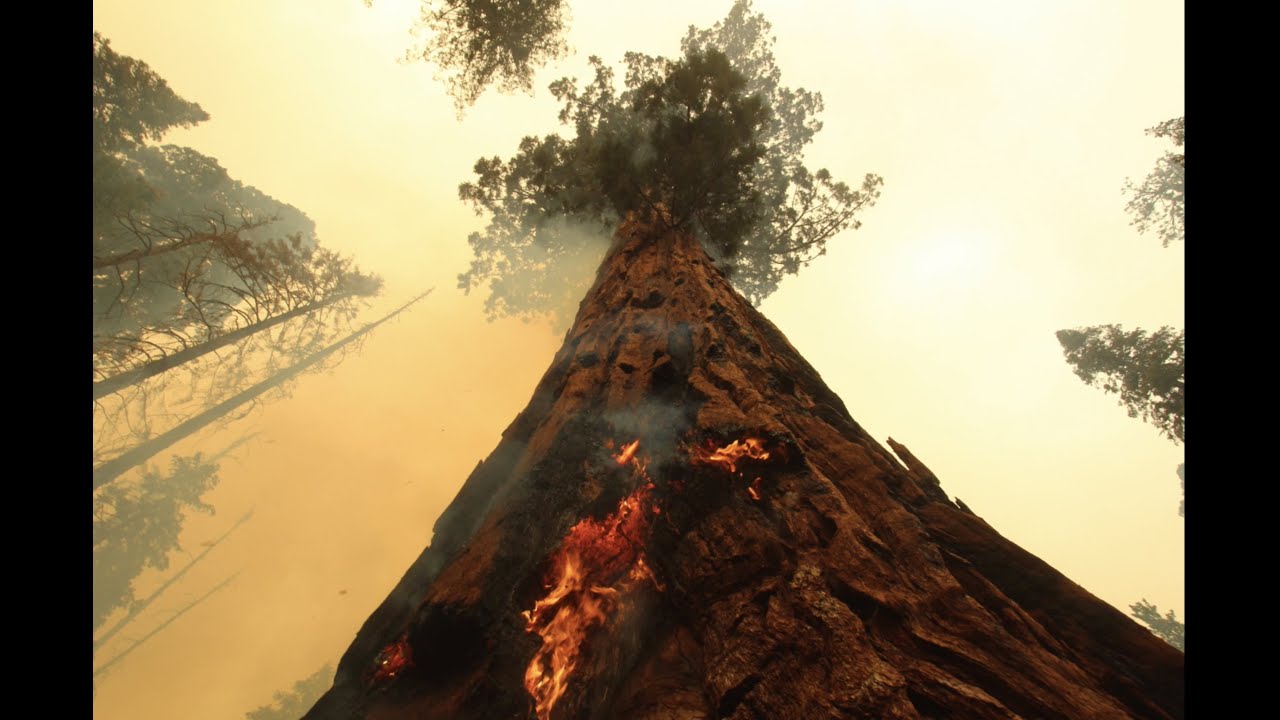 Windy Fire and the impacts on giant sequoia trees, by Mike McMillan ...
