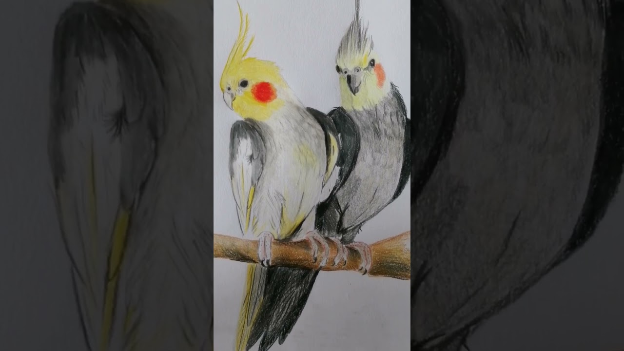 Dessin de calopsitte aux crayons Polychromos Faber Castell - YouTube