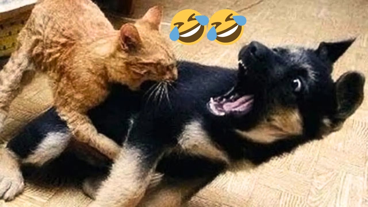 🤣The Funniest and Craziest Cat & Dog Moments Compilation - Try Not To ...
