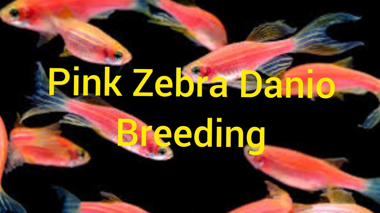 Zebra Danio ornamental fish breeding technique - YouTube