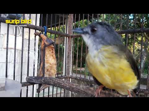 Suara Burung Kapasan kunyit jantan