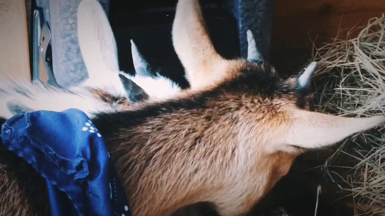 Automatic dog feeder for goats - YouTube