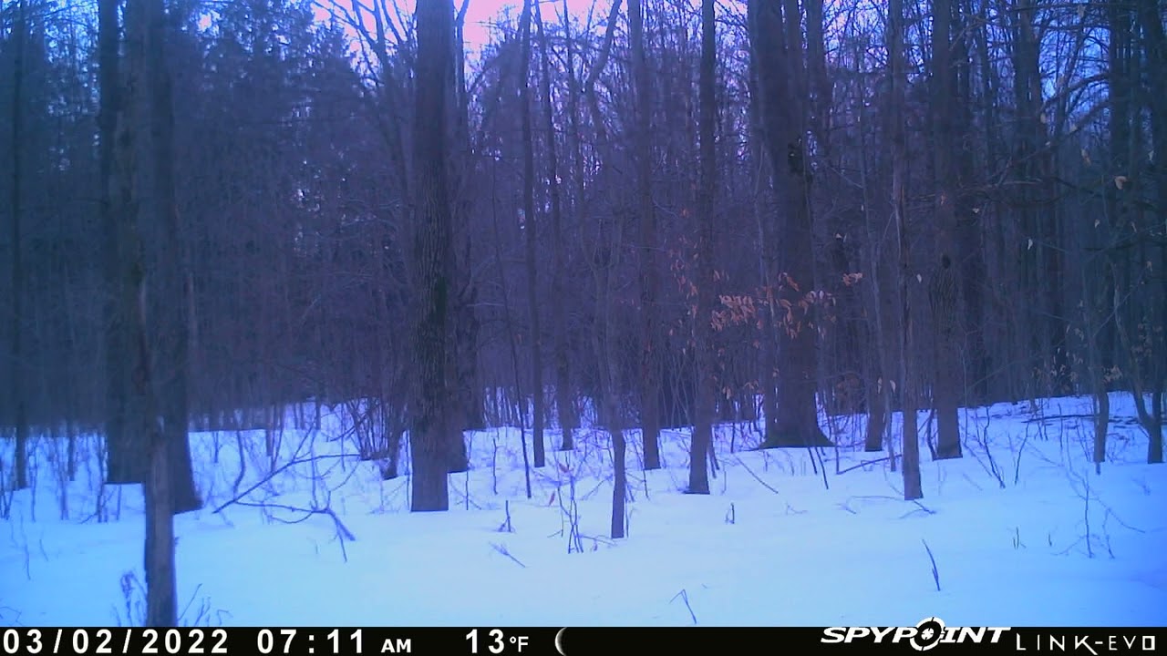 Coyote at Scott Semrau's cabin 3-2022 - YouTube