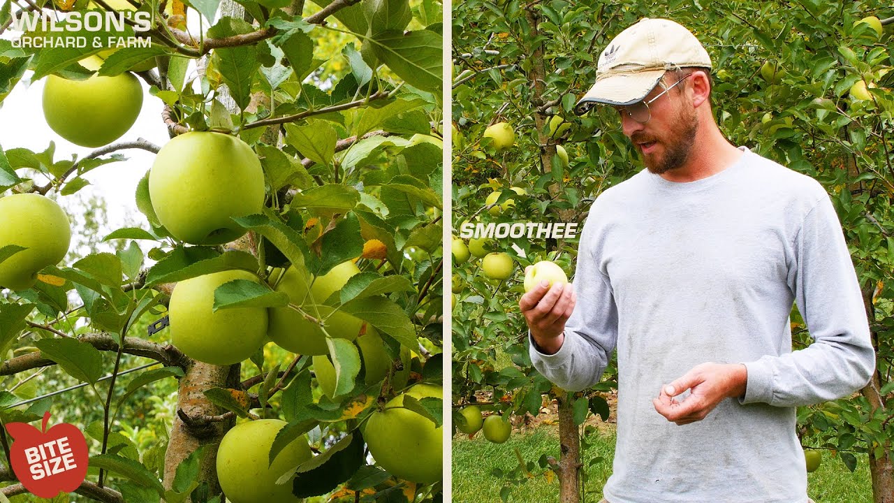 Smoothee Apples | Bite Size - YouTube