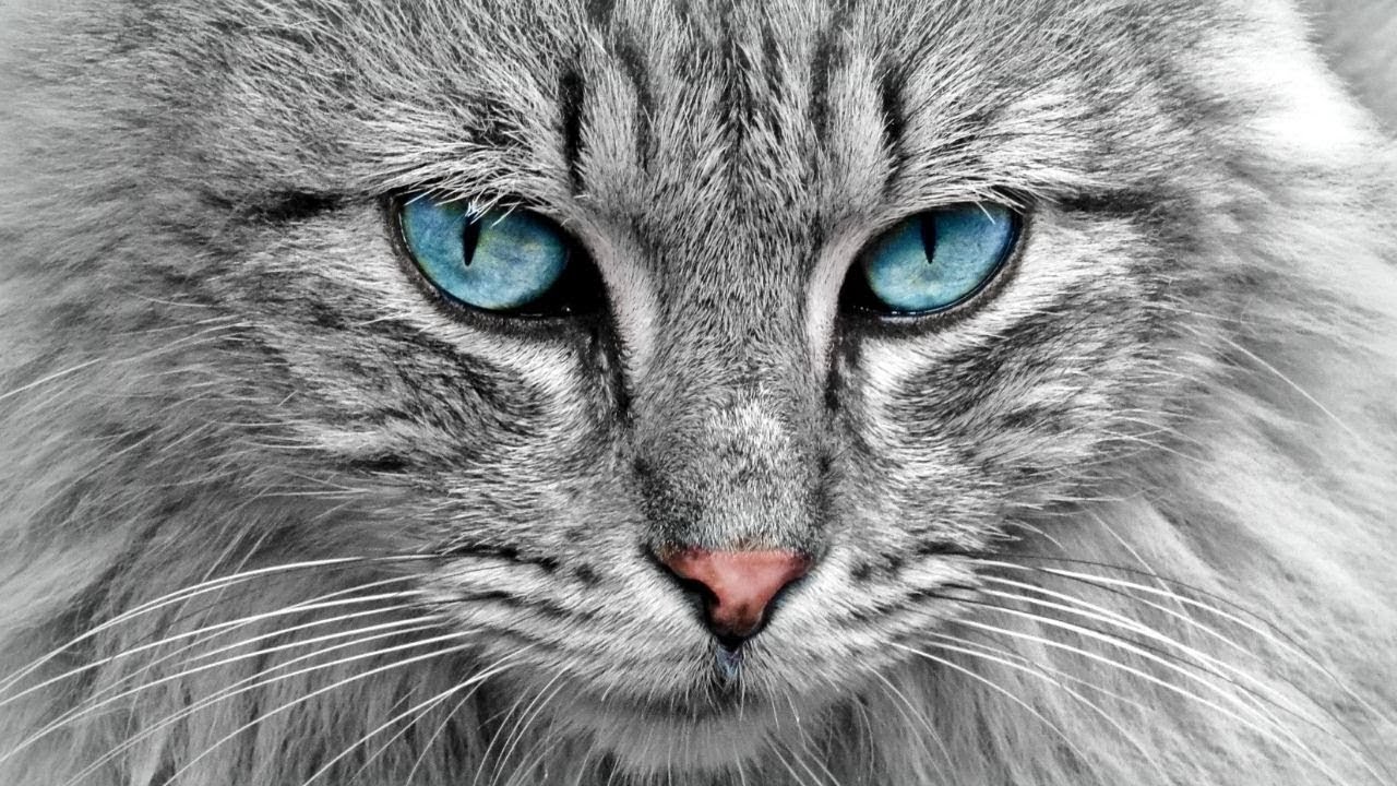 Gatos Miando - Som de Gatinhos Miando - YouTube