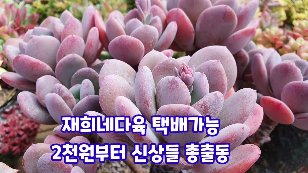 재희네다육 산상다육 2천원짜리부터 다양하게 종류들이 많아요 오늘도 편하게 다육이 쇼핑해요💖🌵🥰 010 5331 8065