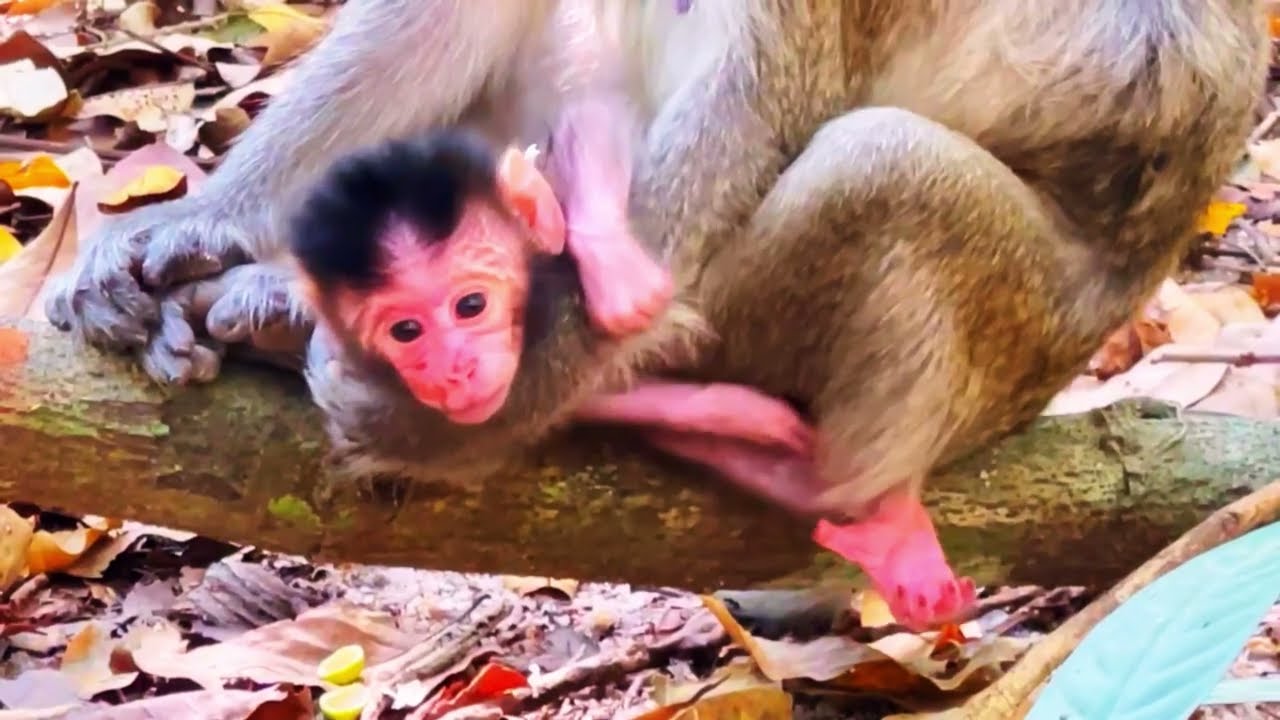 Watch This Adorable Baby Monkey Take Its First Crawl! - YouTube
