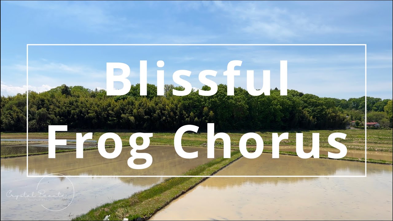 Blissful Frog Chorus | Rice Fields | Nagano Japan - YouTube