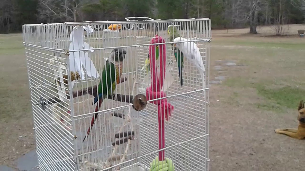 Birds outside - YouTube