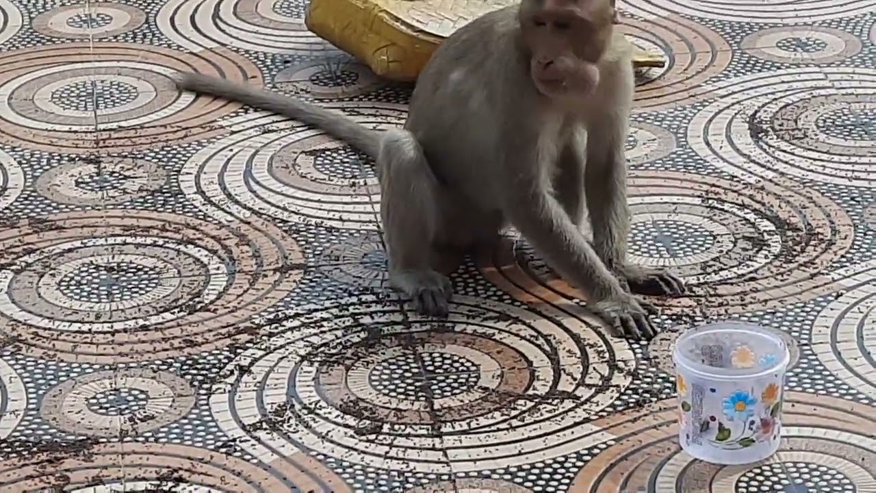 how to eat monkey 🐒 - YouTube