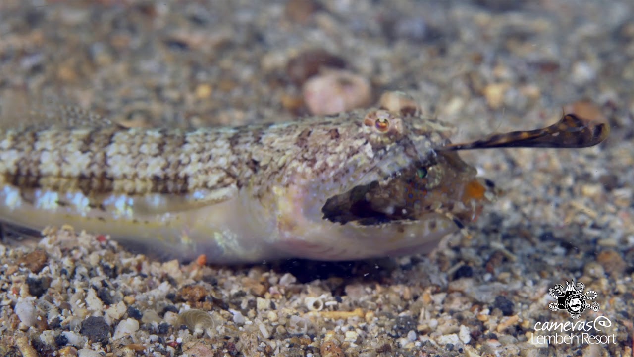 Lembeh Resort - Critters of the Lembeh Strait - YouTube