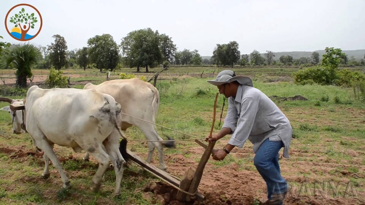 Permaculture - Building a Contour Bund with a Plough - YouTube