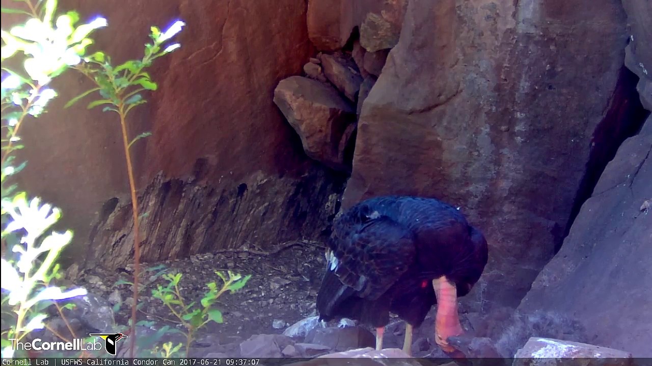 Male Condor Visits Nest Site, June 21, 2017 Devils Gate Condor Nest ...