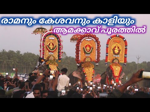 ആമക്കാവ് പൂരത്തിന് രാമനും കേശവനും കാളിയും ഒന്നിച്ചപ്പോൾ #venjamaram # ...