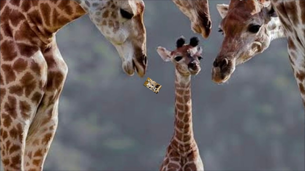 Beautiful and heavy giraffe - YouTube