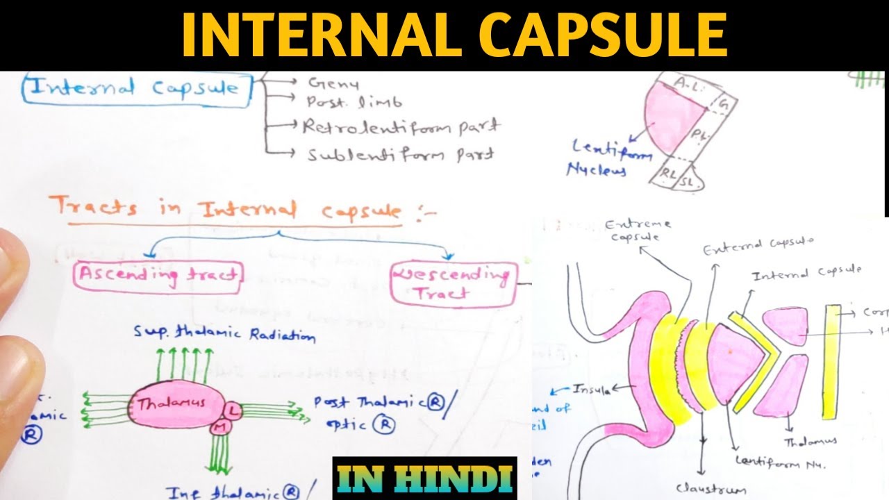 Internal capsule anatomy | Internal capsule of brain | Blood supply of ...