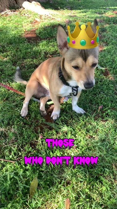 King mango returns - YouTube