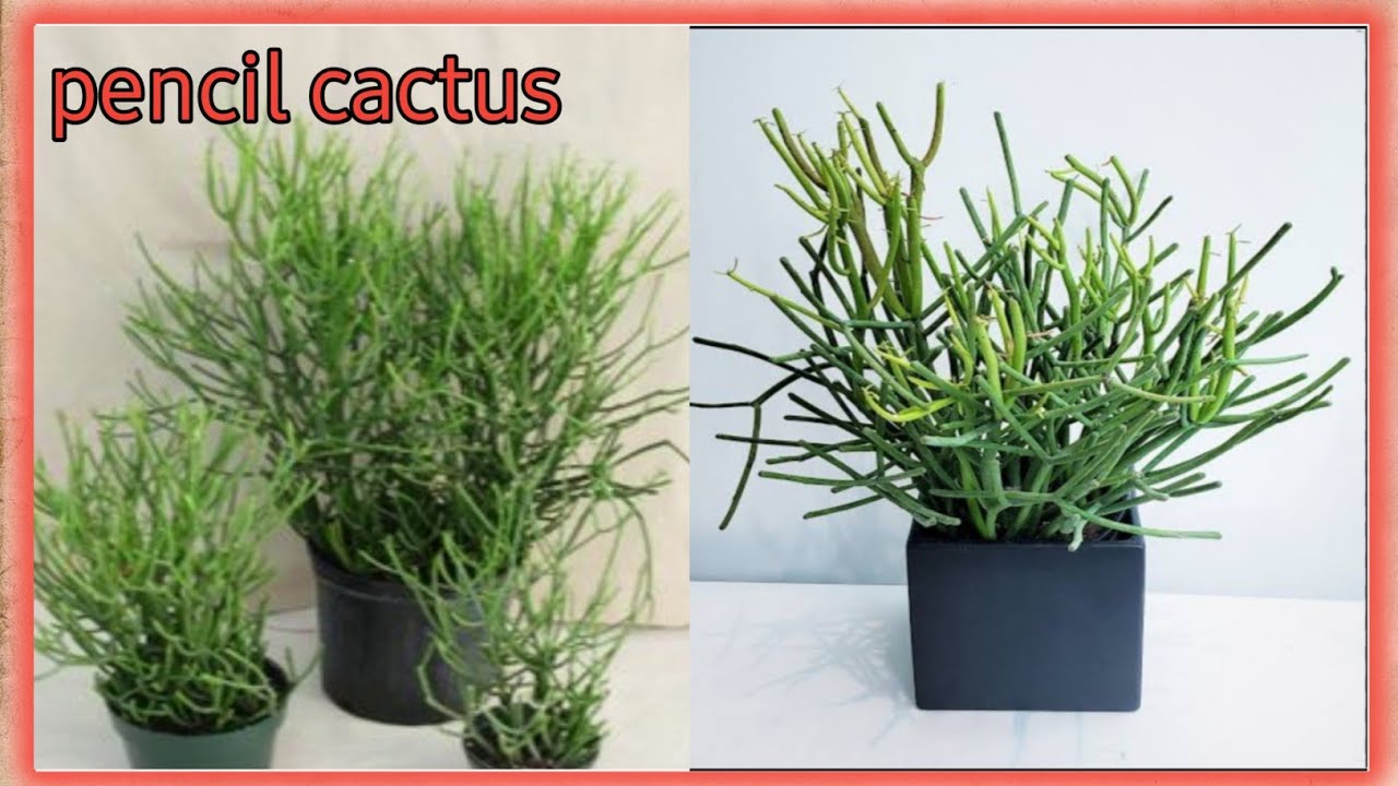 how to grow pencil cactus by cutting - YouTube