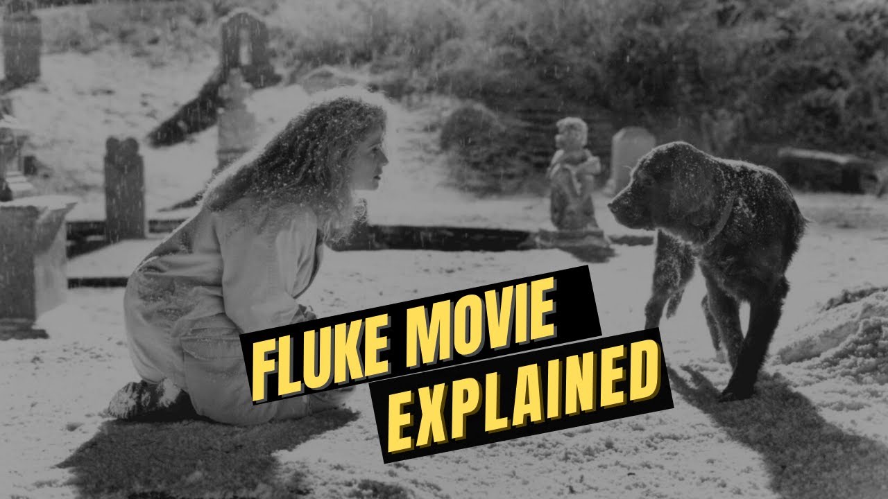 Fluke Movie Ending Explained| Dog Movie| Fluke Full Movie Recaps| Story ...