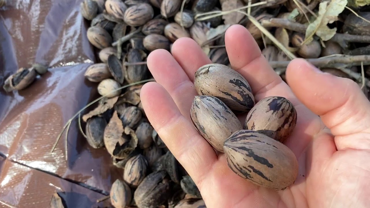 Small scale pecan harvesting - YouTube