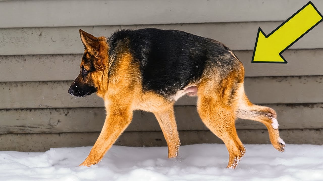 Man Adopts Strange 'German Shepherd', Vet Sees It & Instantly Locks ...
