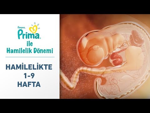 Prima ile Hamilelik Dönemi 1. - 9. Hafta | İlk Görüşte Aşk