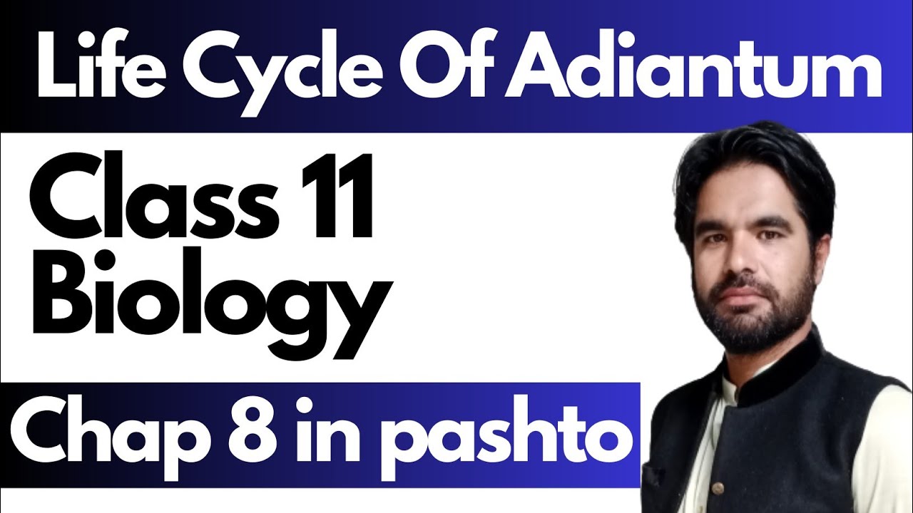 Life Cycle Of Adiantum || Class 11 biology chap 8 in pashto ...