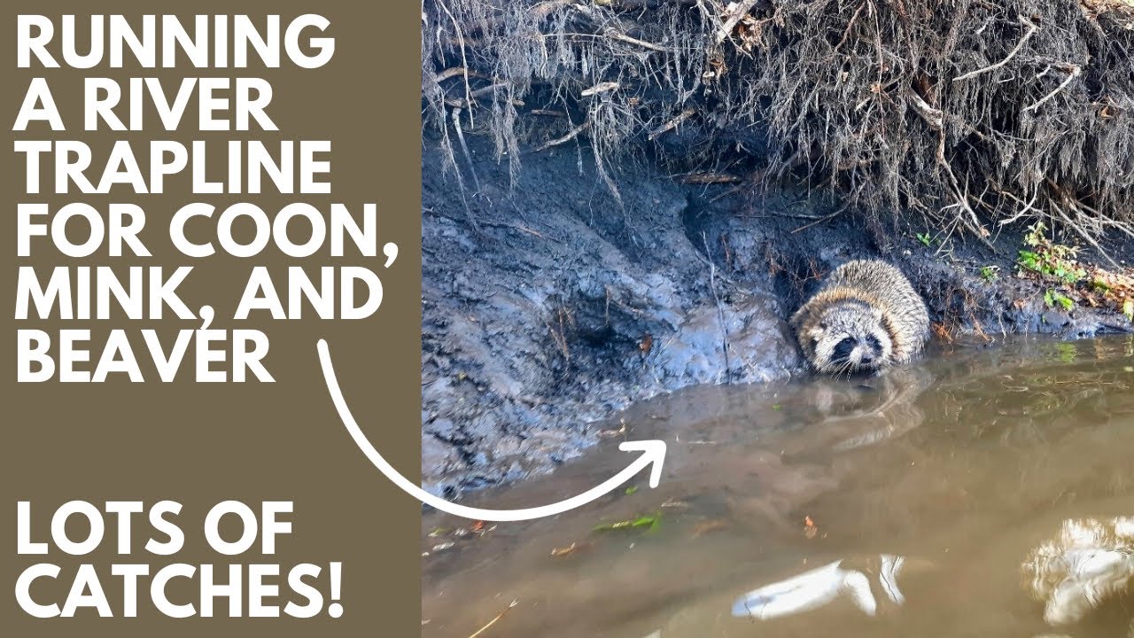 Running a River Trapline for Coon, Mink, Beaver, and Muskrats! (Beaver ...