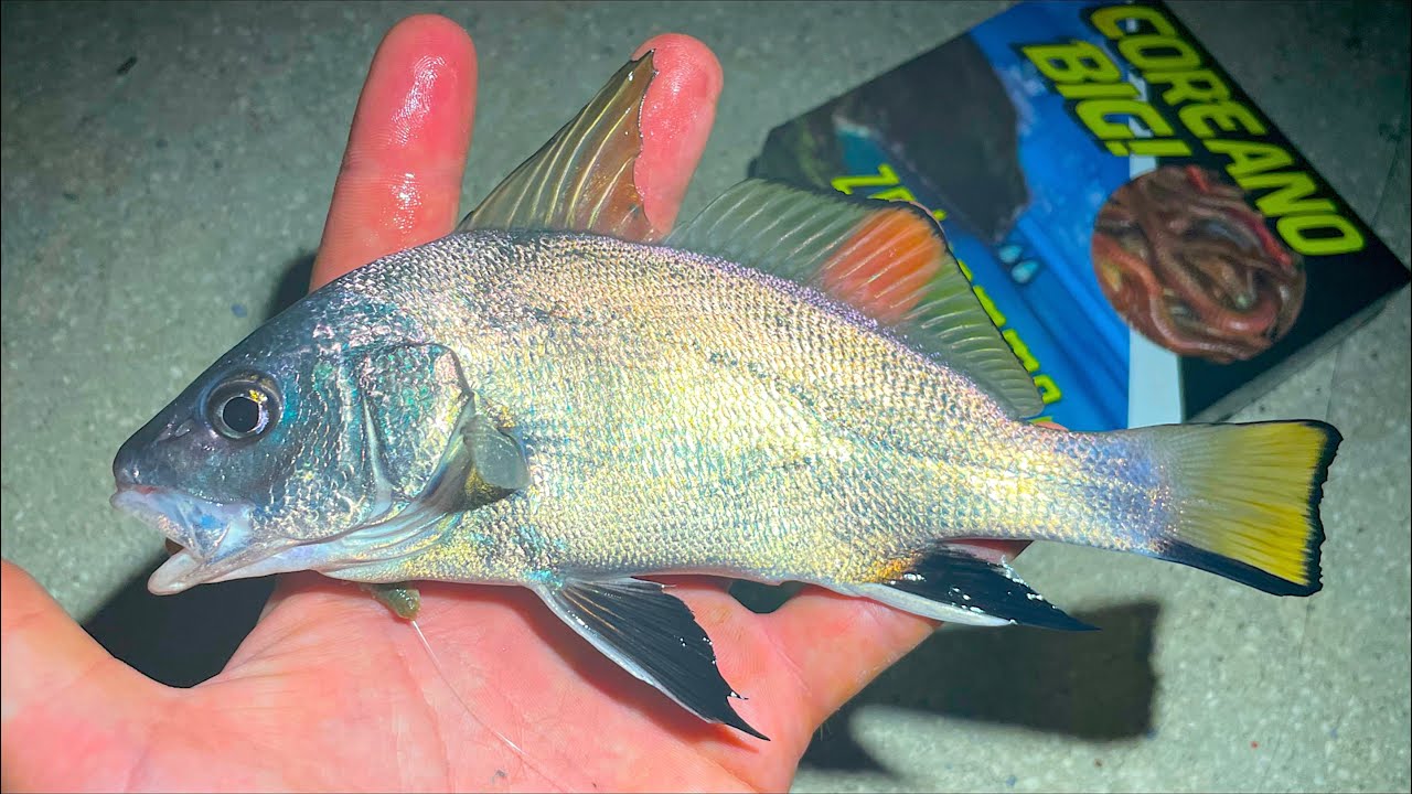 Ho pescato il pesce più BELLO del Mediterraneo (e l’ho rilasciato in ...