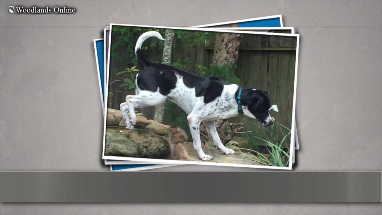 OPA Pet of the Month - March 2016 - YouTube