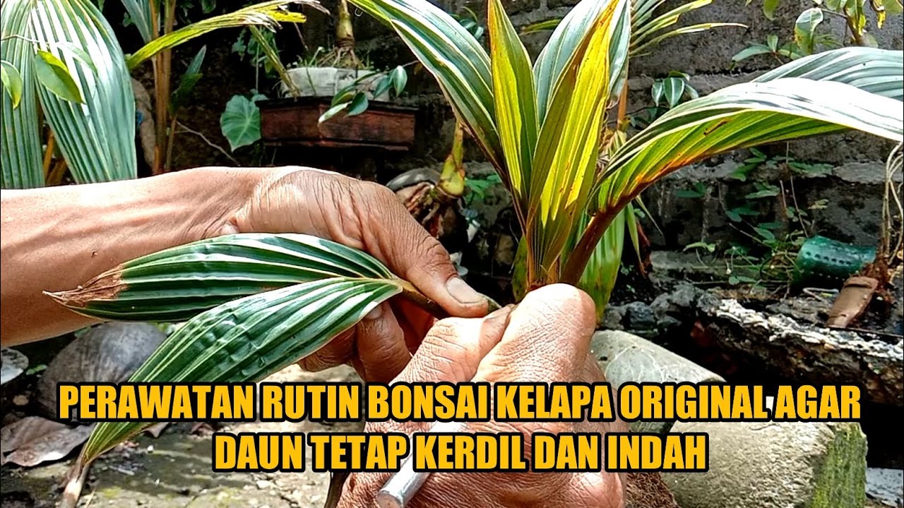 Perawatan rutin bonkla original agar daun tetap kerdil - YouTube