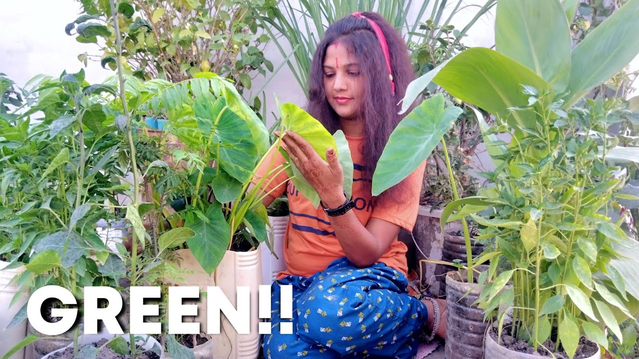 Apni Ghar ki terrace ko banaye green | healthy rahe | chitra ka garden ...