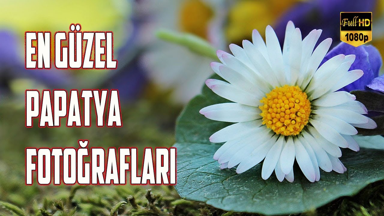 Papatya Resimleri Telifsiz Fotoğraflar Full HD Resim İndir 2021 - YouTube