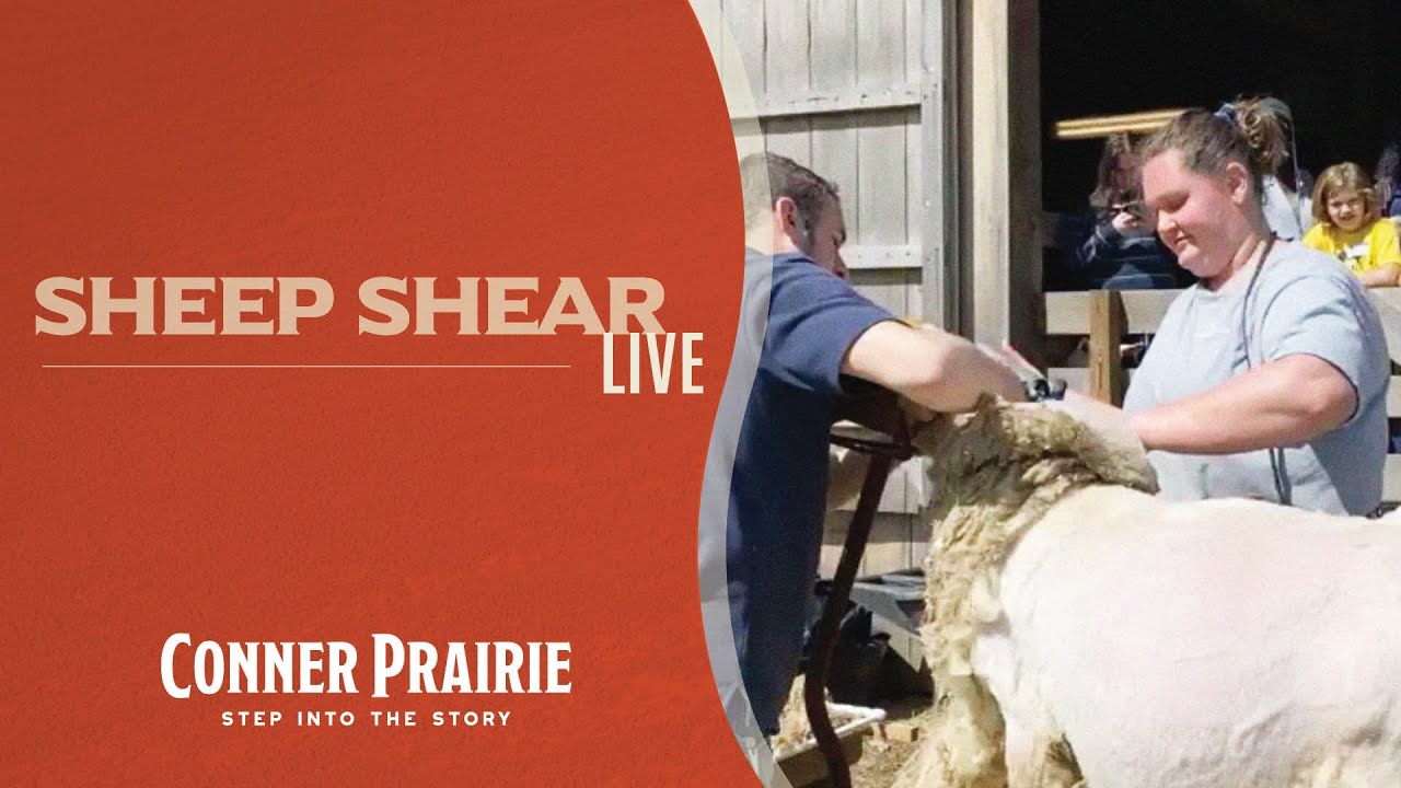 Conner Prairie - Animal Encounters Barn Sheep Shear Live on Facebook ...