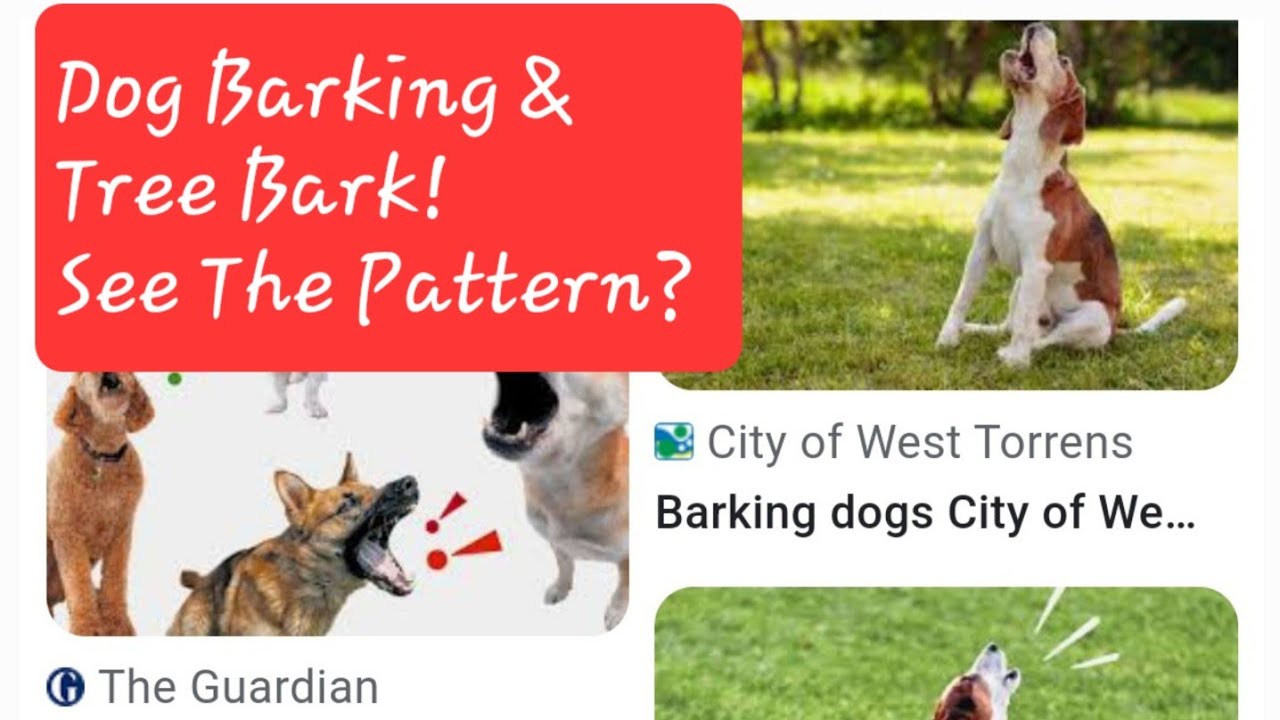 Whats Common About Tree Bark & A Dog's Bark! - YouTube