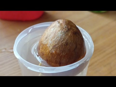 настоящая семечко авокадо я пытаюсь его вырастить - YouTube