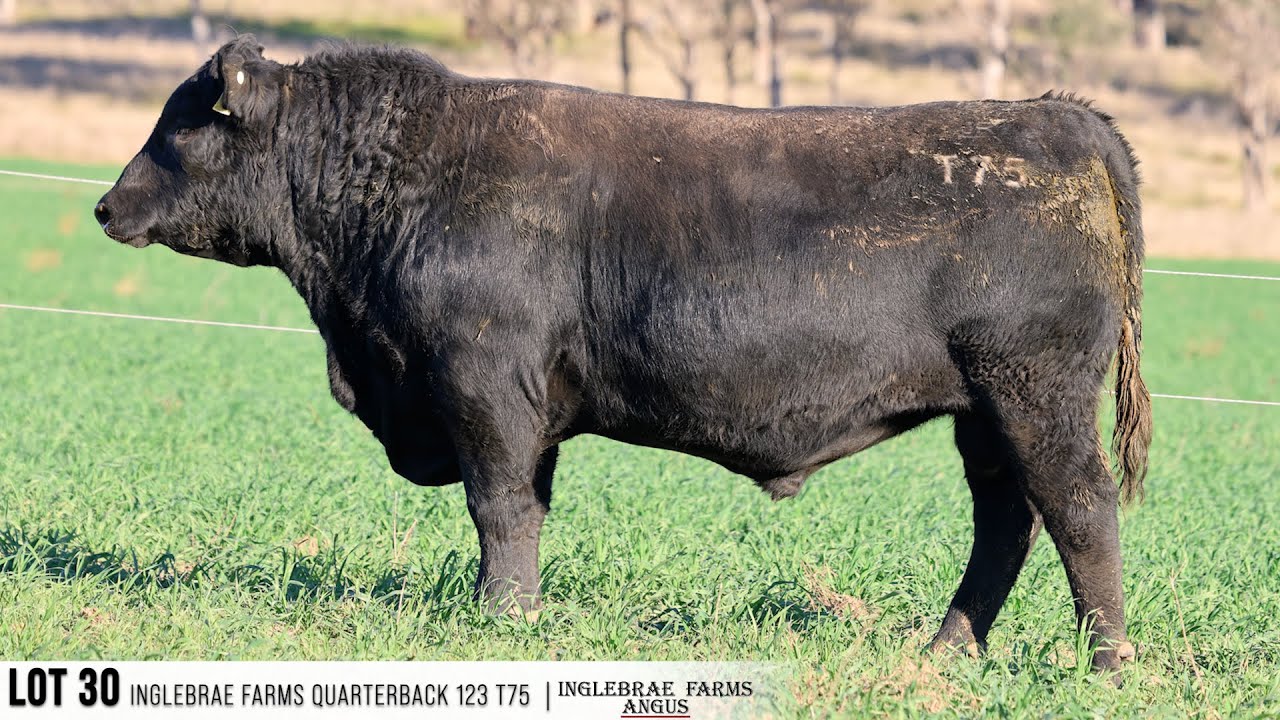 LOT 30 - INGLEBRAE FARMS QUARTERBACK 123 T75 - YouTube