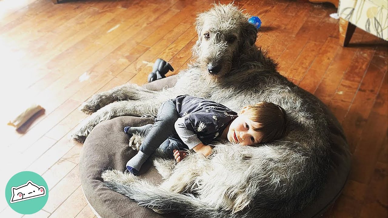 Cutest Compilation of Children Bonding with Animals | Cuddle Buddies ...