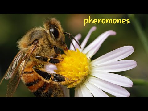 PHEROMONES||ANIMAL BEHAVIOR || CHEMICAL SIGNALS ||SCIENCE||BIOLOGY ...